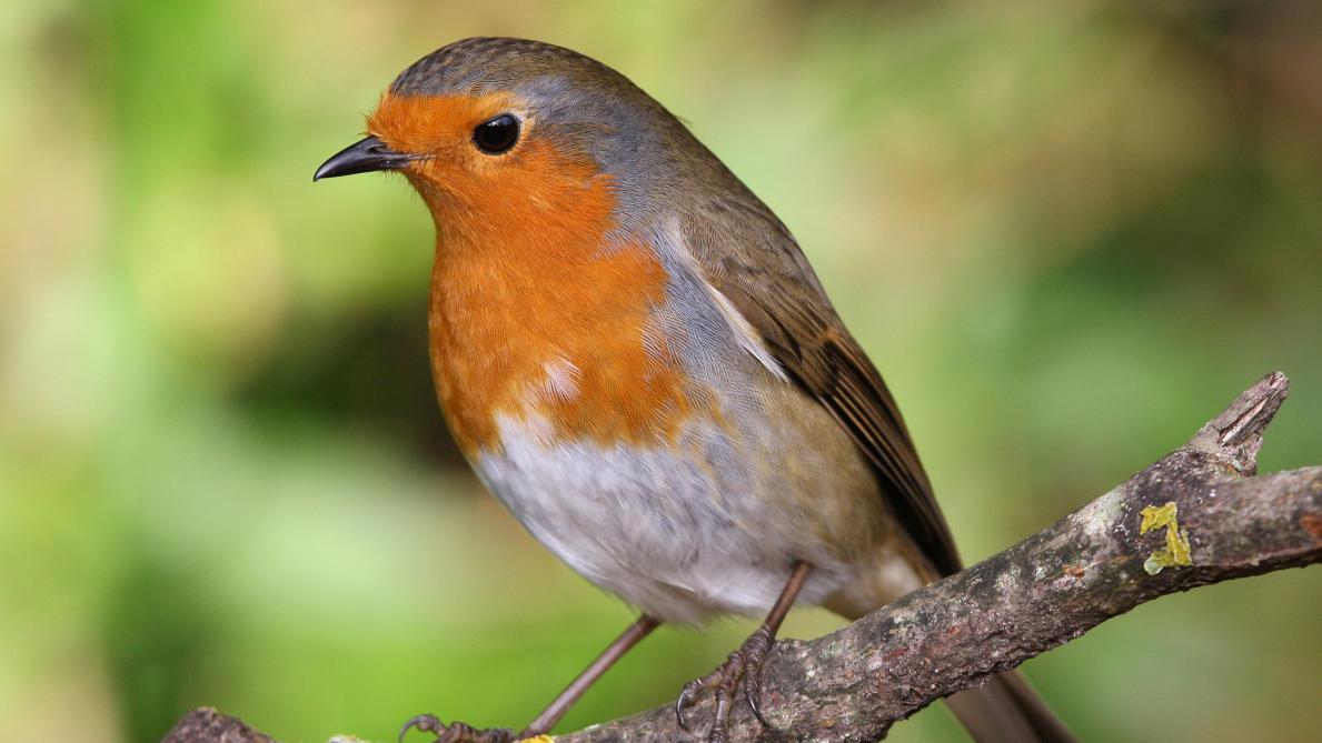 Natagora organise son recensement des oiseaux les 4 et 5 février ...