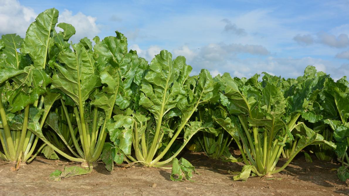 Treize variétés de betteraves sucrières nouvellement inscrites au ...