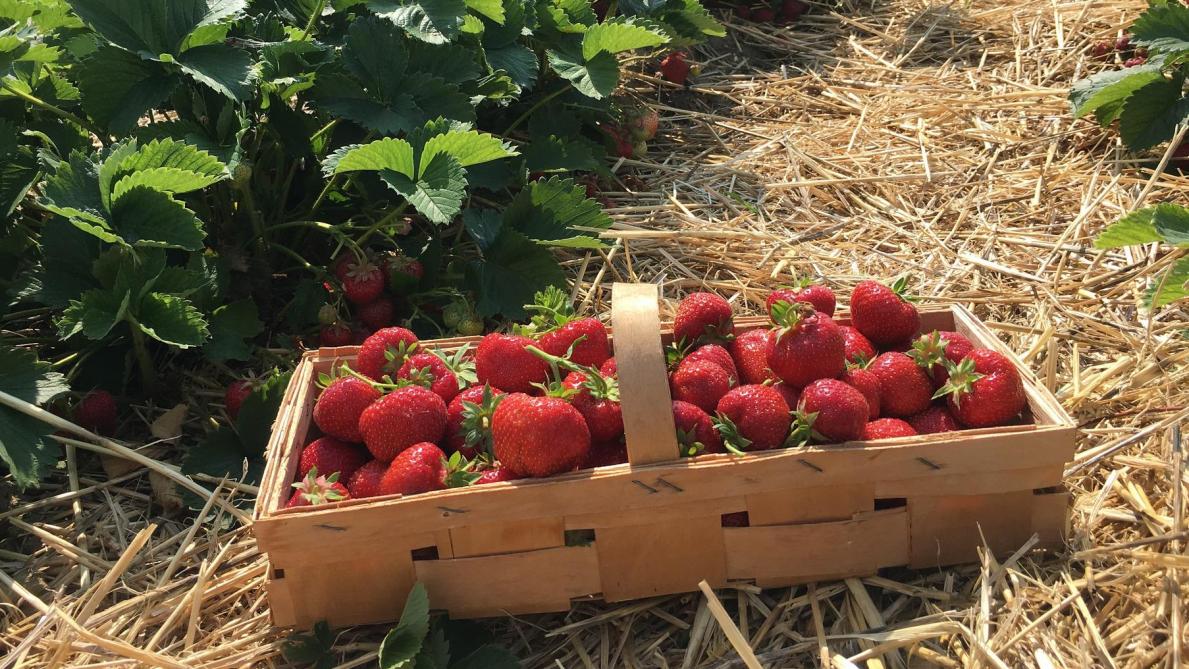 Au Québec, une application permet d'évaluer la production d'un champ de ...