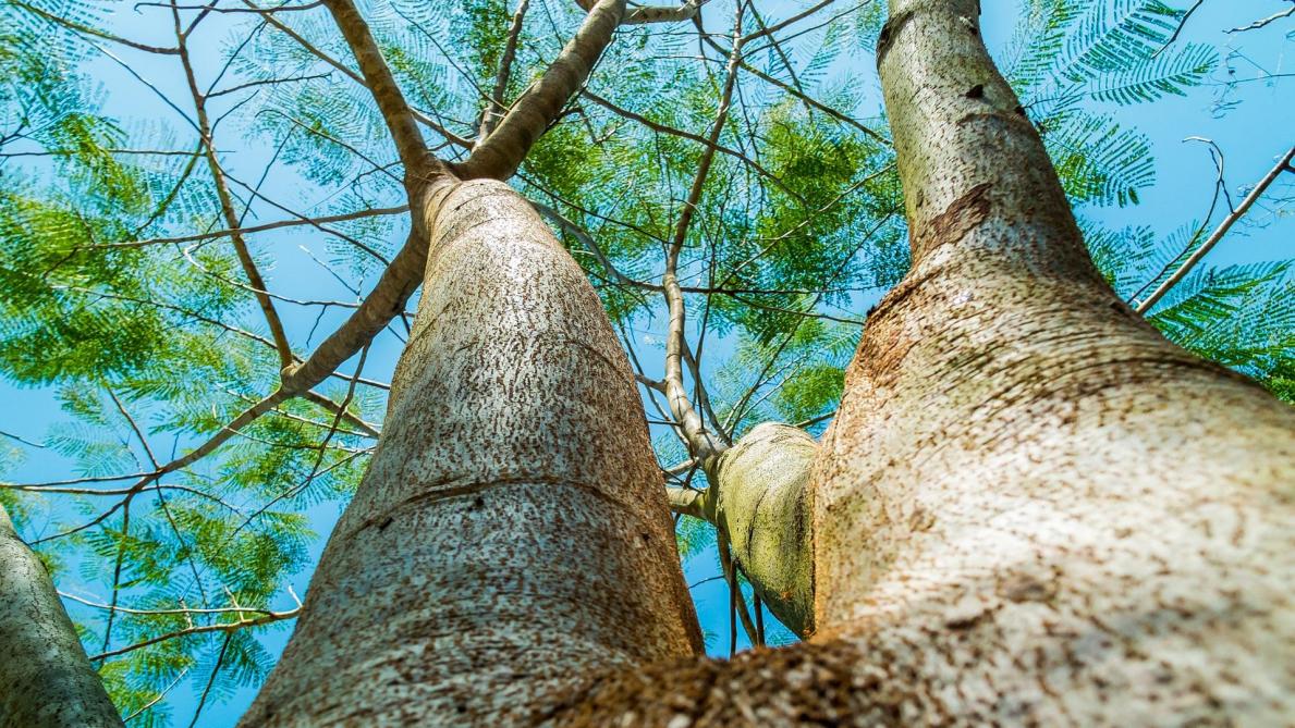 60.065 espèces d’arbres différentes dans le monde - SillonBelge.be