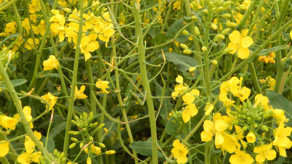 Colza d’hiver: on évolue vers la fin de la floraison - SillonBelge.be