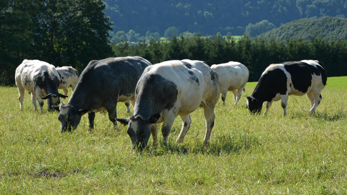L’abondance de l’offre de viande bovine pèse sur les prix - SillonBelge.be