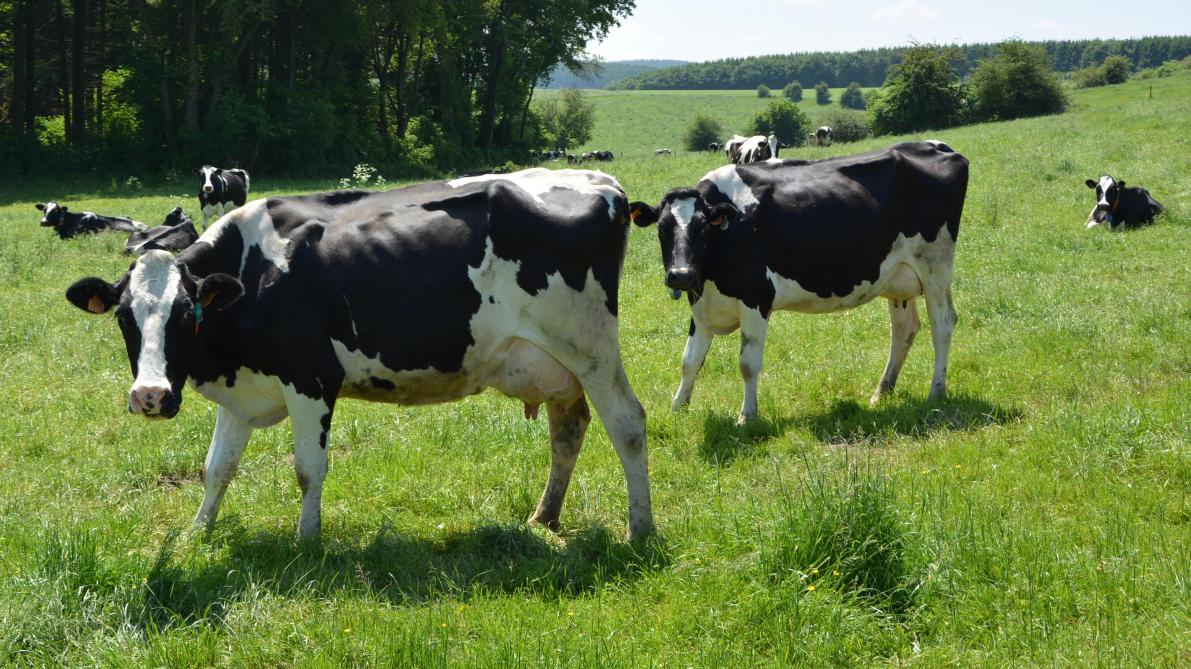 La coopérative BioMelk Vlaanderen-BioLait Wallonie devient Biomilk.be ...