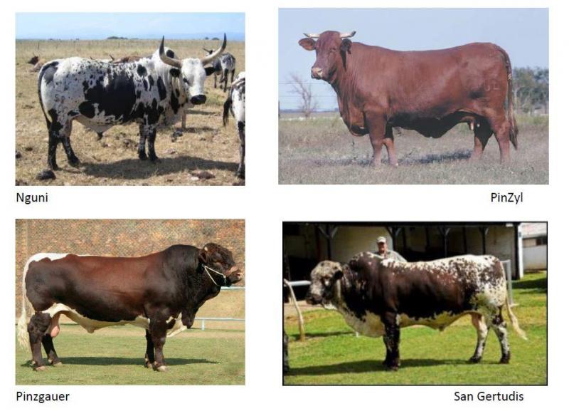 Afrique du Sud - SillonBelge.be