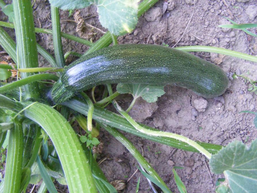 Les courges et courgettes: de la vie, de la couleur, des formes… tant ...