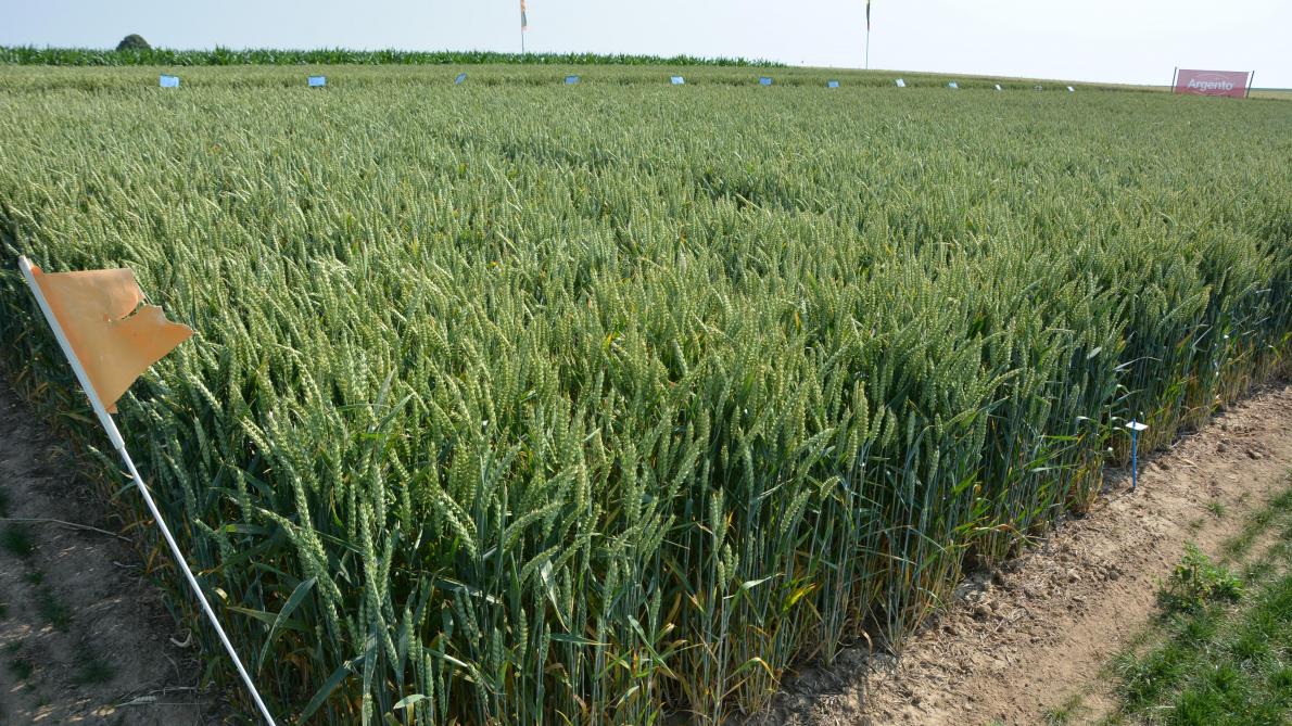 Bayer CropScience expose ses stratégies pour des cultures saines ...