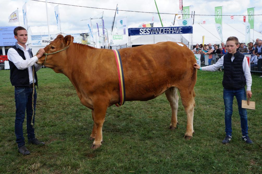 Un concours de vaches grasses en marge du 25e National de la Limousine ...