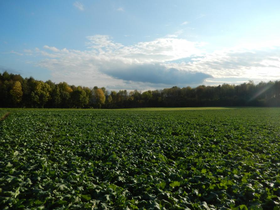 Colza d’hiver: les plantes évoluent bien ! - SillonBelge.be