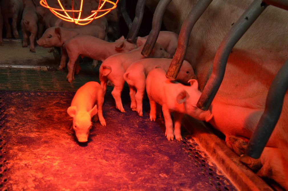 Atténuer les effets du sevrage chez le porcelet par une alimentation adaptée - SillonBelge.be