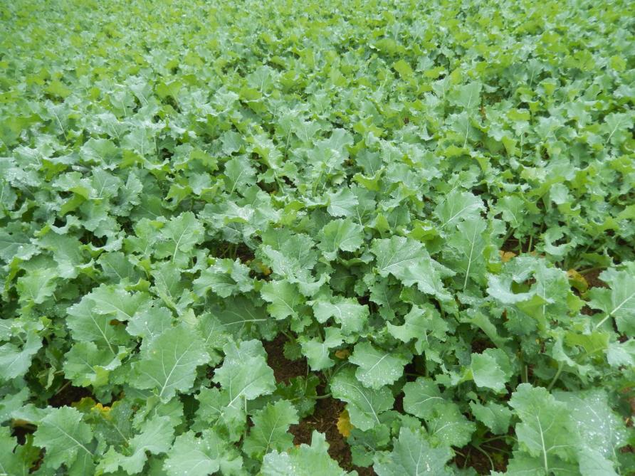Premières captures du charançon du bourgeon terminal dans le colza d ...