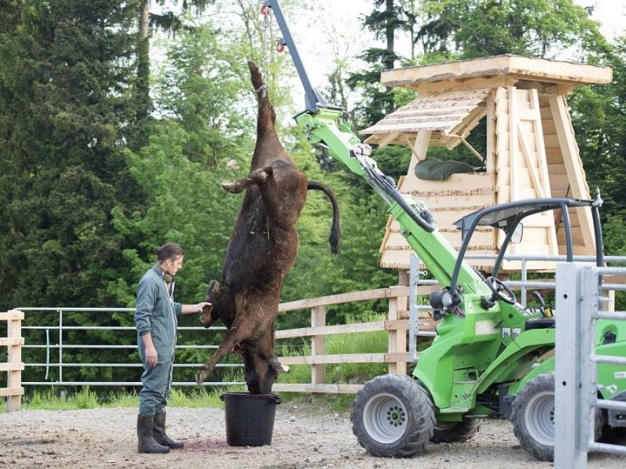 L’abattage à la ferme, bientôt possible en Wallonie? - SillonBelge.be