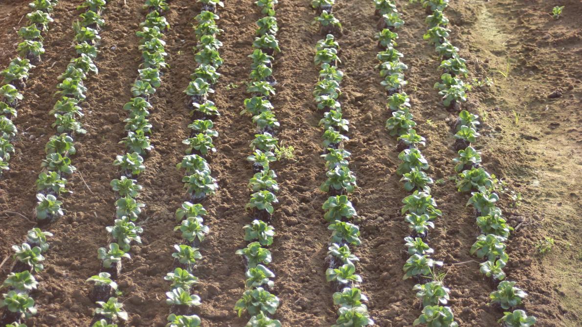 Repiquages de printemps: l’opération demande de la délicatesse ...