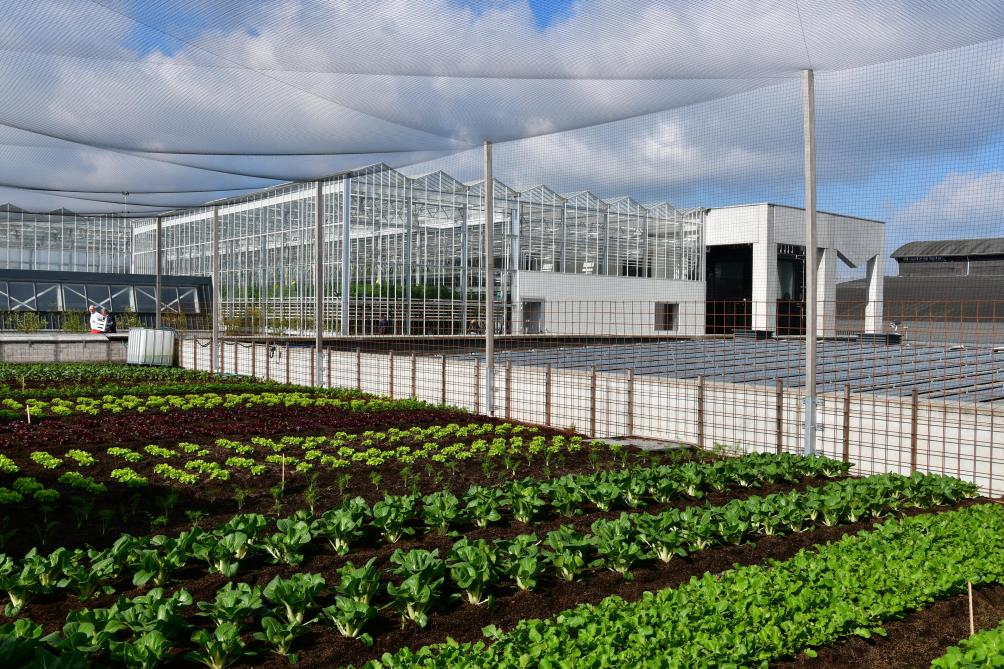 Un potager, des serres et un élevage de poissons sur les toits de ...