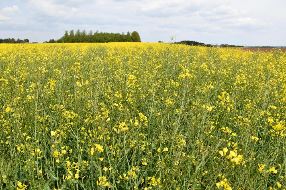 Colza d’hiver: floraisons contrastées, de bonnes à mauvaises ...