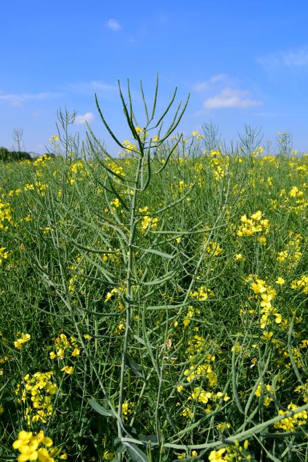Floraison terminée ou presque dans les colzas - SillonBelge.be