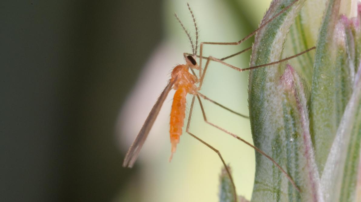 Cécidomyie orange: intervention immédiate recommandée! - SillonBelge.be