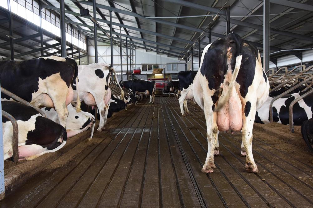 En Belgique, les mammites ont enfin un visage! - SillonBelge.be