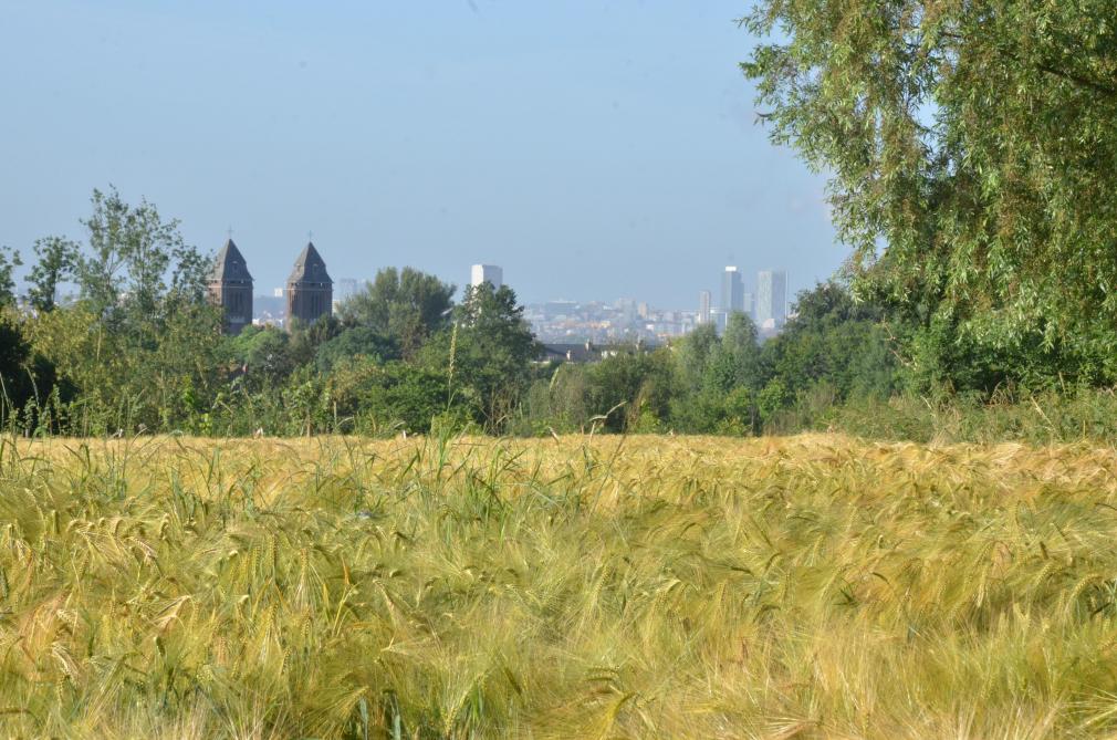 Ferme Nos Pilifs: Quand l’agriculture urbaine rencontre l’économie ...
