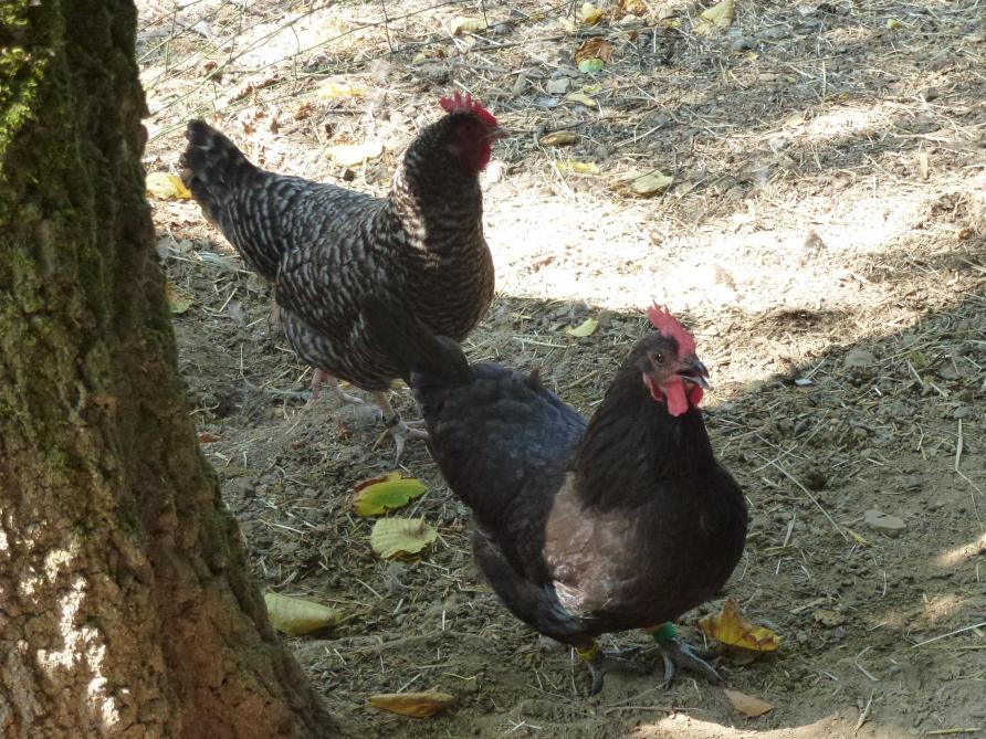 La poule de Herve, une race de notre terroir - SillonBelge.be