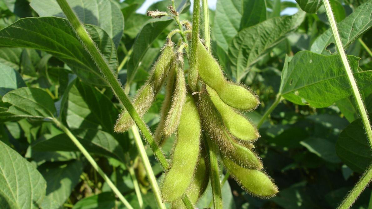La culture de soja est prête pour l’agriculture belge - SillonBelge.be