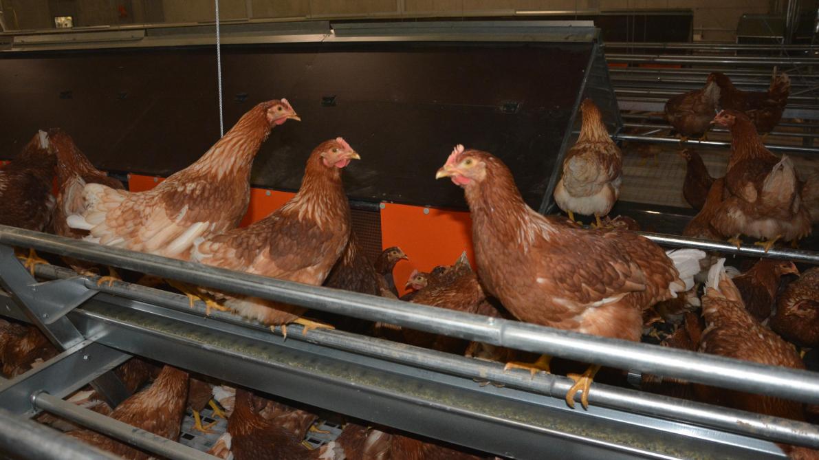 Un projet international pour la lutte contre le pou rouge - SillonBelge.be