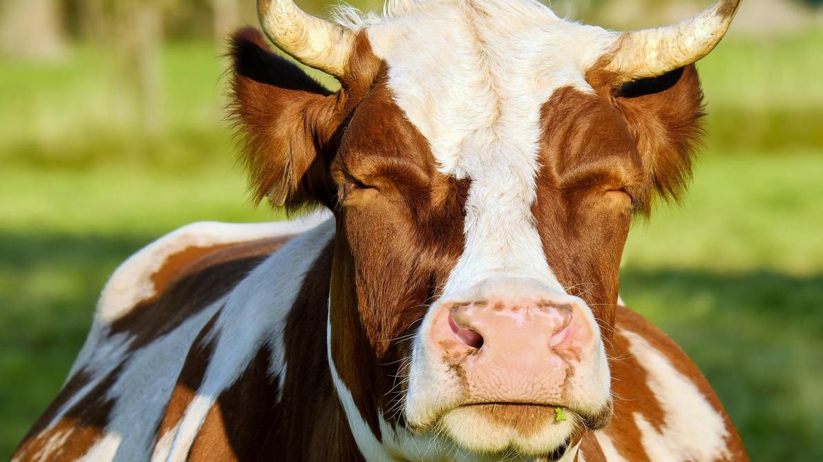 Un cas atypique de «maladie de la vache folle» en Pologne - SillonBelge.be
