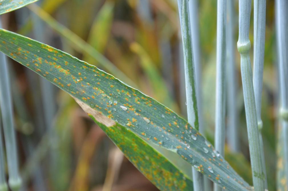 Cepicop – actualité – céréales: surveiller surtout les rouilles jaune ...