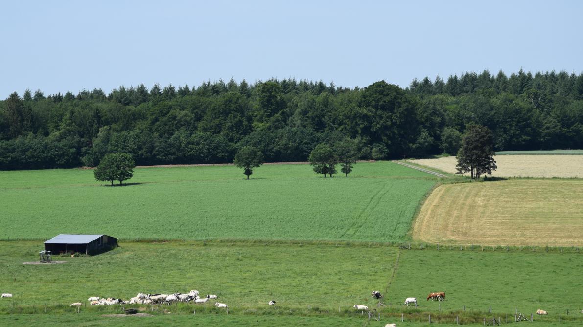 Les sanglots longs des nez longs - SillonBelge.be