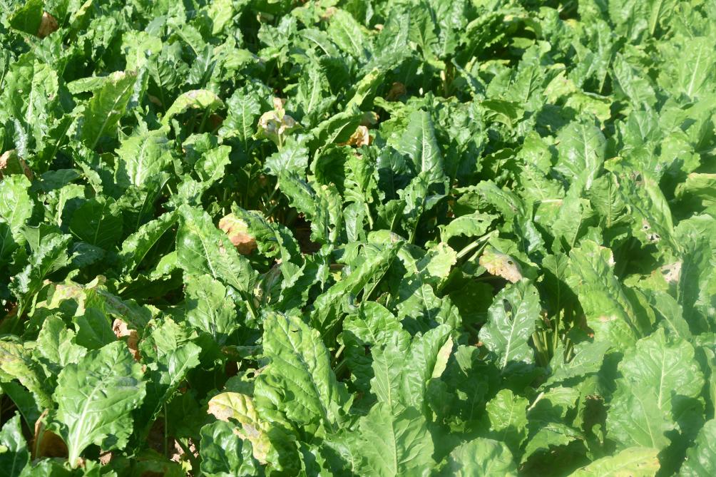 Lente progression des maladies foliaires en betteraves sucrières ...
