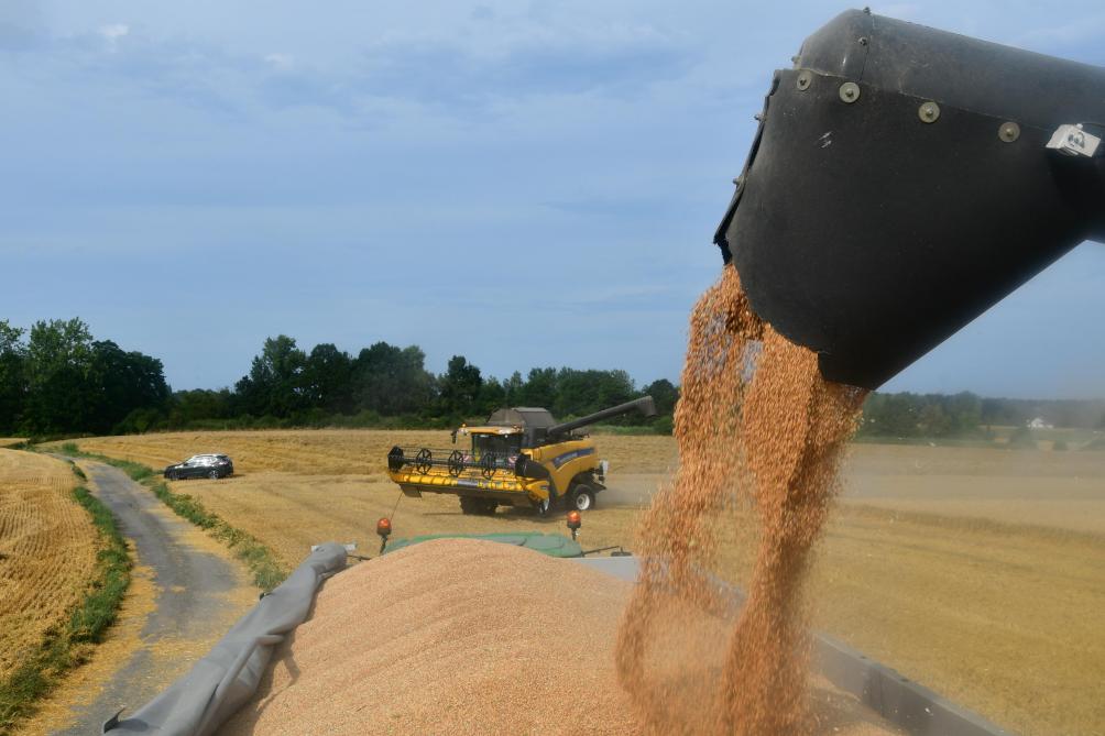 Le froment d’hiver dans le Livre Blanc: le verdict 2019 pour 33 ...