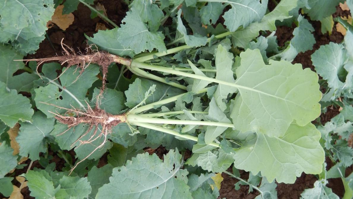 Culture de colza d’hiver: des contrastes bien visibles - SillonBelge.be