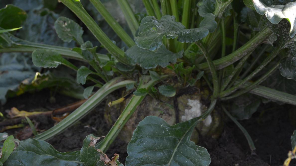 Neuf nouvelles variétés de betterave sucrière inscrites au catalogue ...