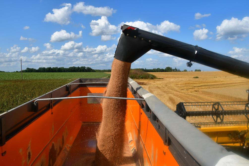 Une récolte mondiale de blé en hausse: les stocks 2020 prennent du ...