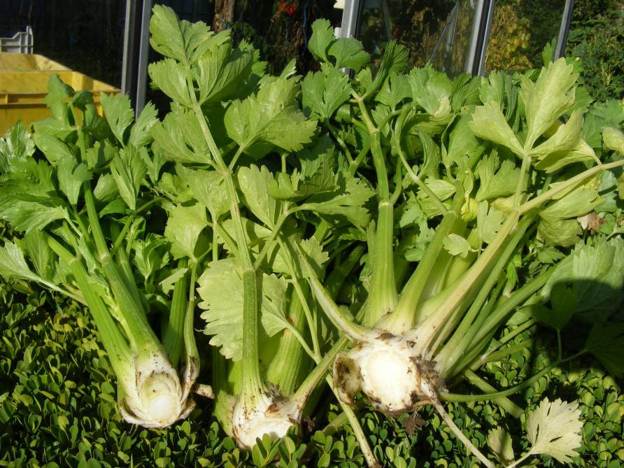 Les céleris-raves et céleris à côtes au potager: nous pouvons déjà ...