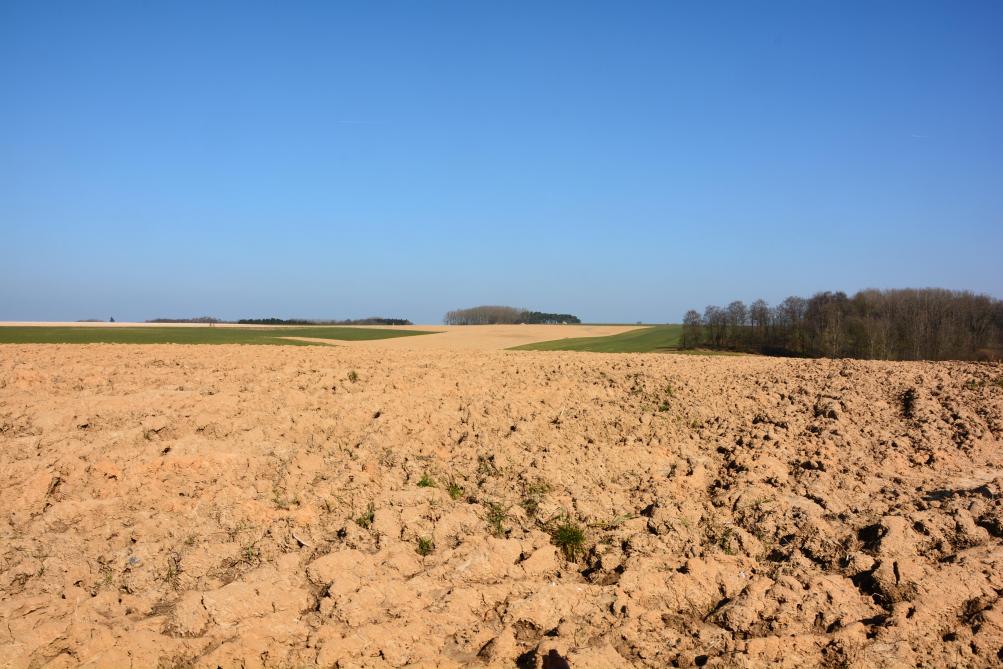 Betteraves sucrières: les recommandations de fumure azotée - SillonBelge.be