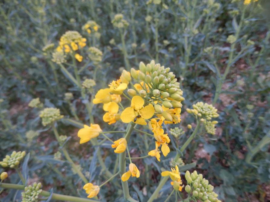 La floraison du colza arrive, les vols d’insectes se manifestent à ...