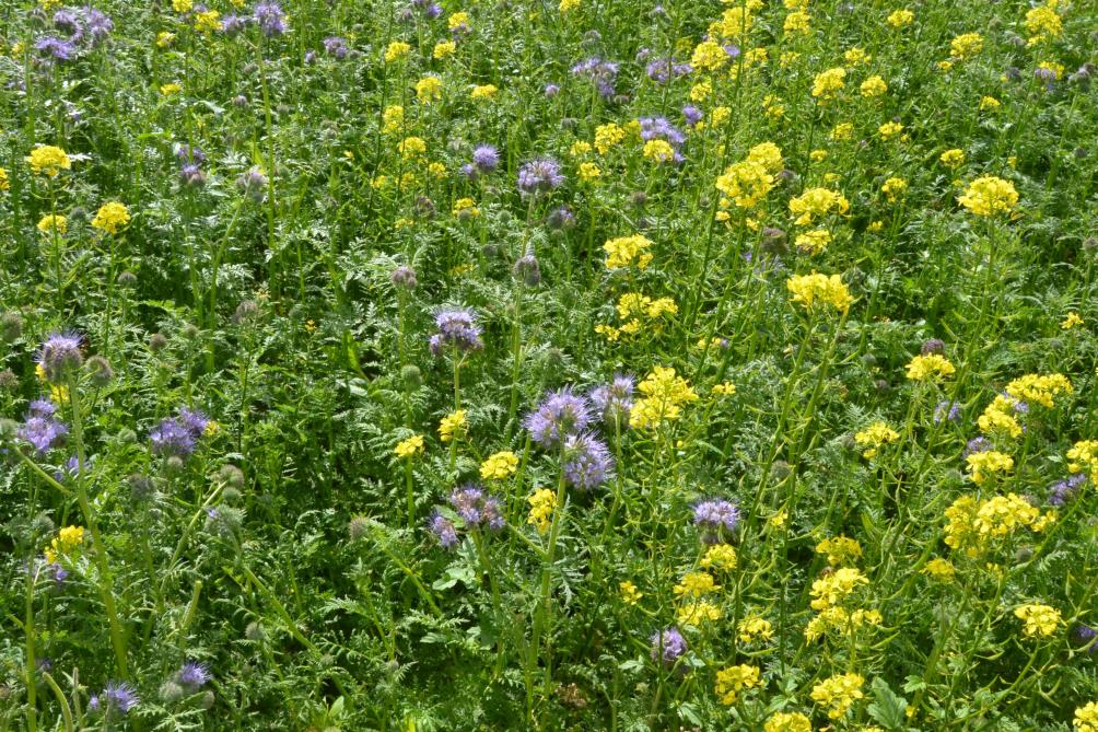 Cipan, SIE... les conseils de Protect’eau pour composer le couvert ...