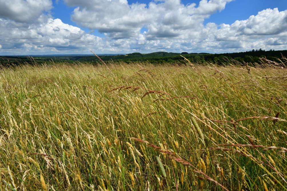 La prairie naturelle (MB2), cet élément clé du maillage écologique et ...