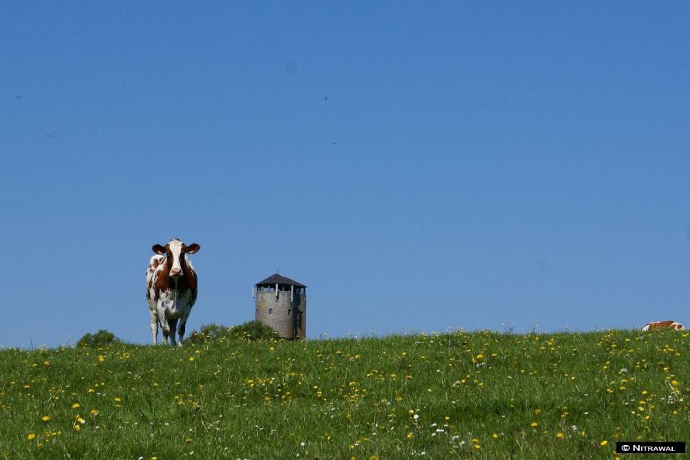 Limiter le lessivage du nitrate en fin de saison de pâturage ...