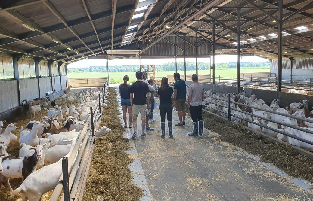 Manager la santé des chèvres à l’aide des capteurs du rumen ...