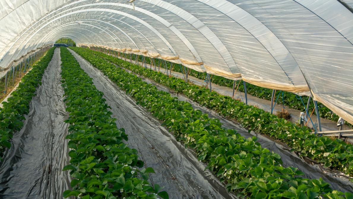 Belchim Crop Protection ajoute l’acaricide tebufenpyrad à sa gamme ...