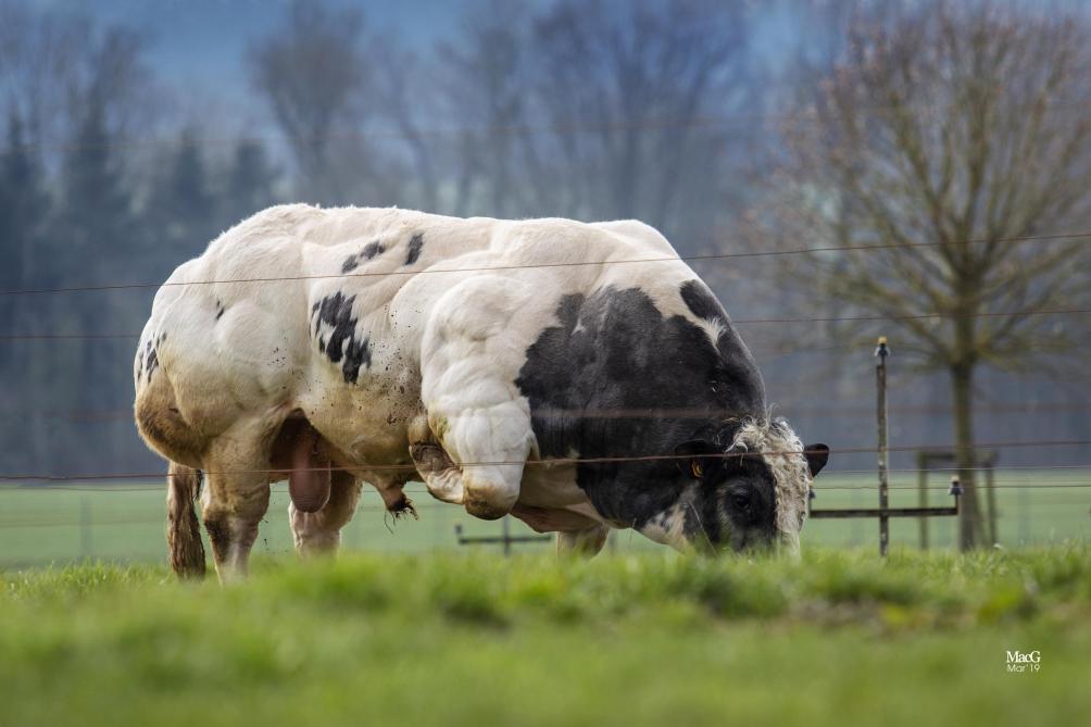 Une nouvelle ère s’ouvre pour le blanc-bleu belge grâce à la génomique ...