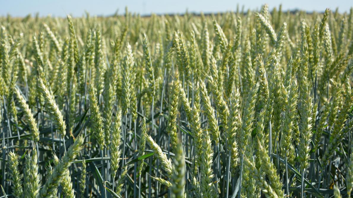 Huit nouvelles variétés de froment d’hiver intègrent le catalogue ...