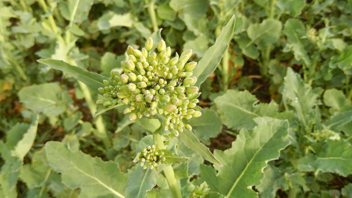 Colza: stade sensible et arrivée massive de méligèthes! - SillonBelge.be