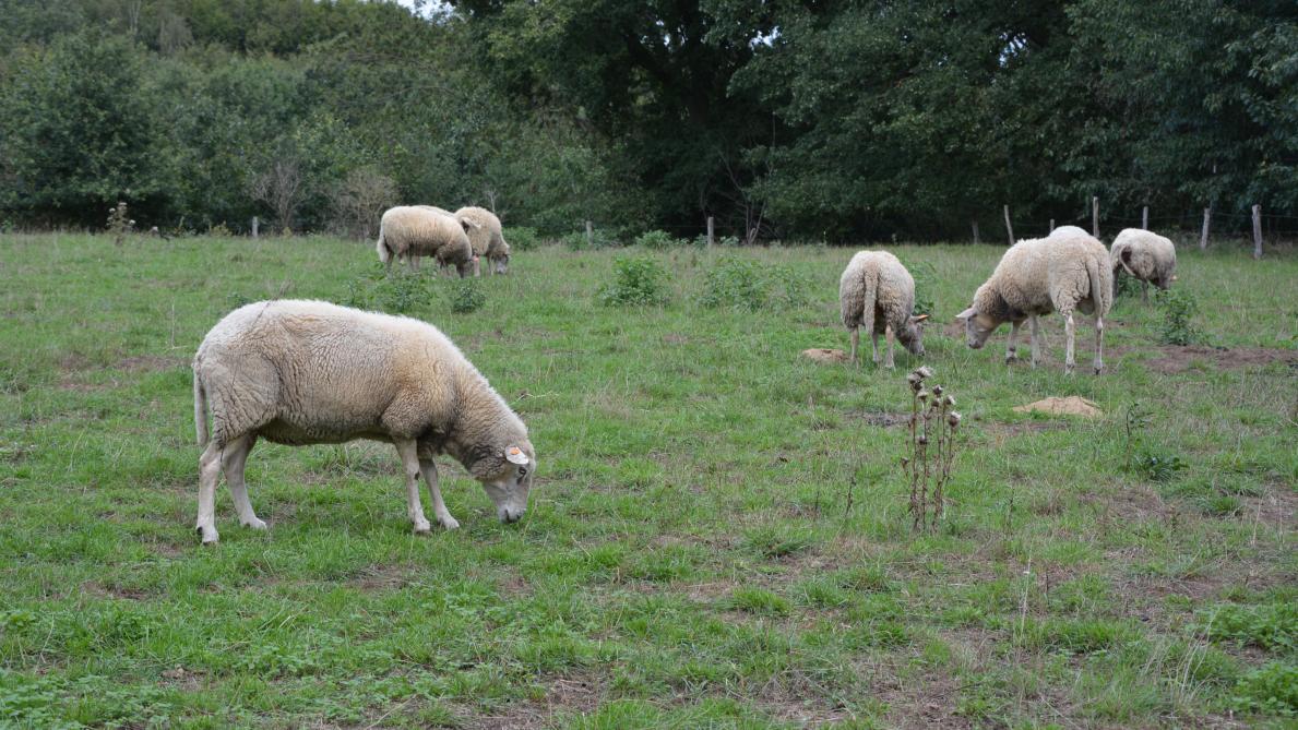 Les prix de la viande ovine s’envolent en Europe et dans le monde ...