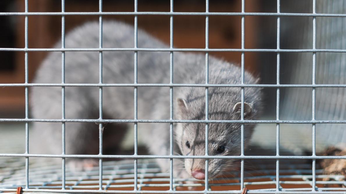 Les premiers élevages d’animaux à fourrure ferment leurs portes en ...