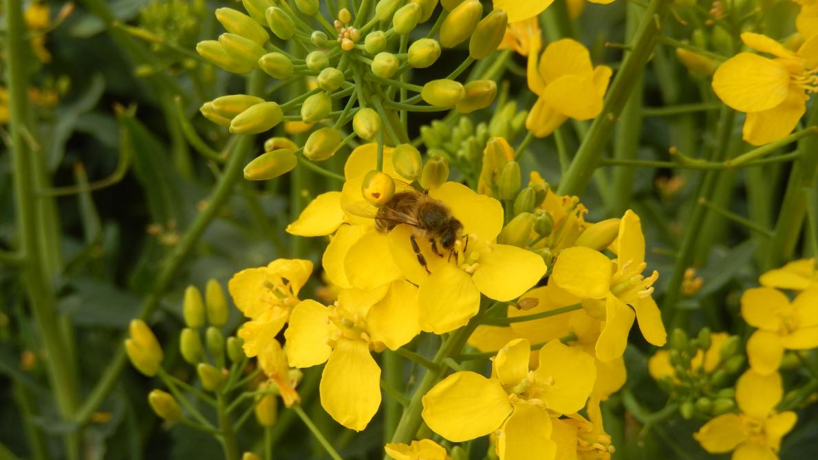 Le colza profite de températures plus douces pour fleurir - SillonBelge.be