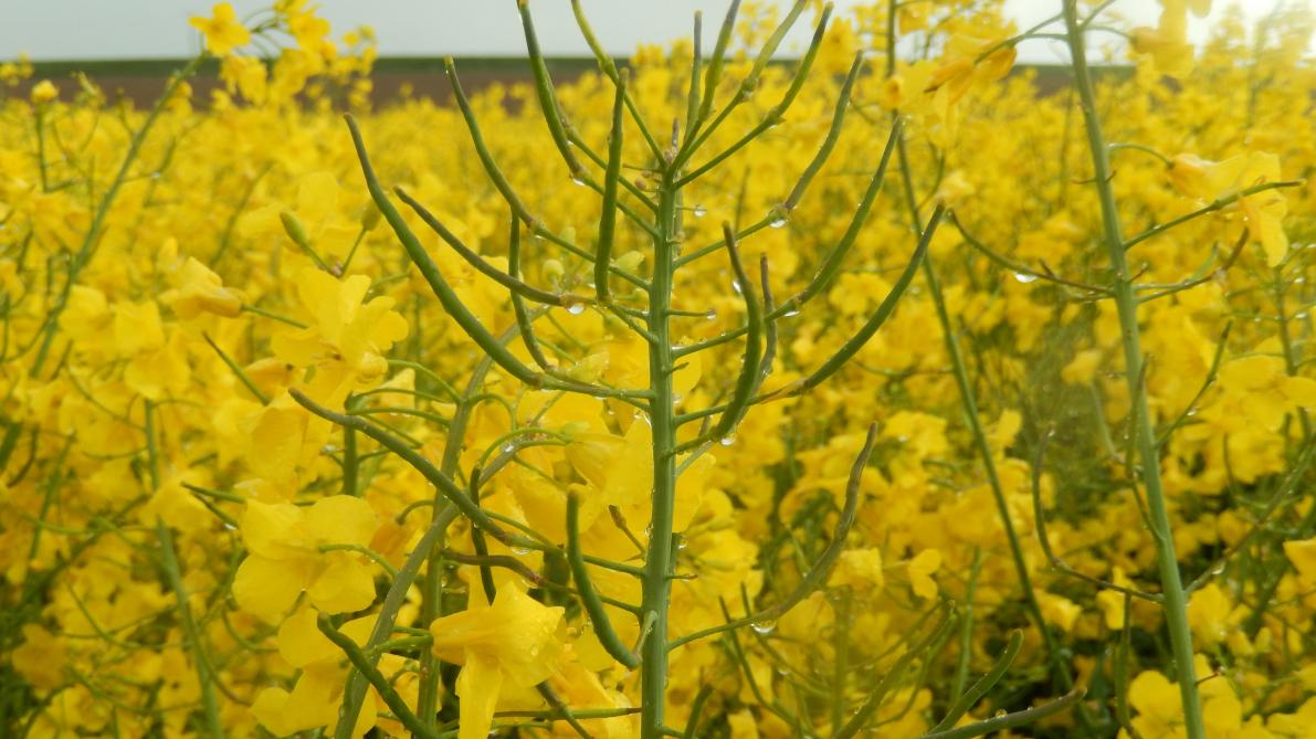 Le colza d’hiver continue à fleurir sous la pluie! - SillonBelge.be