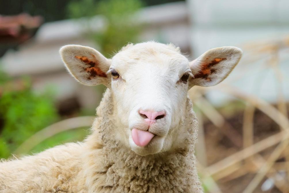 Des prix soutenus en Europe pour la viande ovine - SillonBelge.be