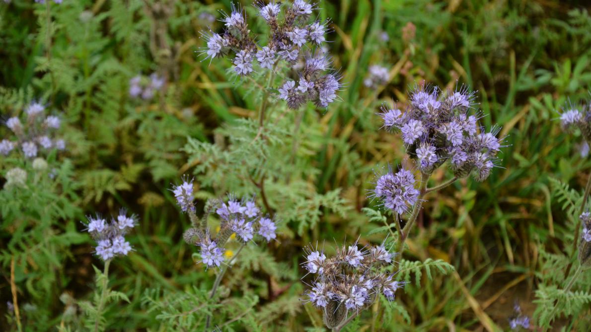 Report des dates limites d’épandage et d’implantation des cipan ...